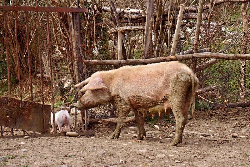 Pig Reared in Backyard,Georgia Stock Image - Image of livestock, animal ...