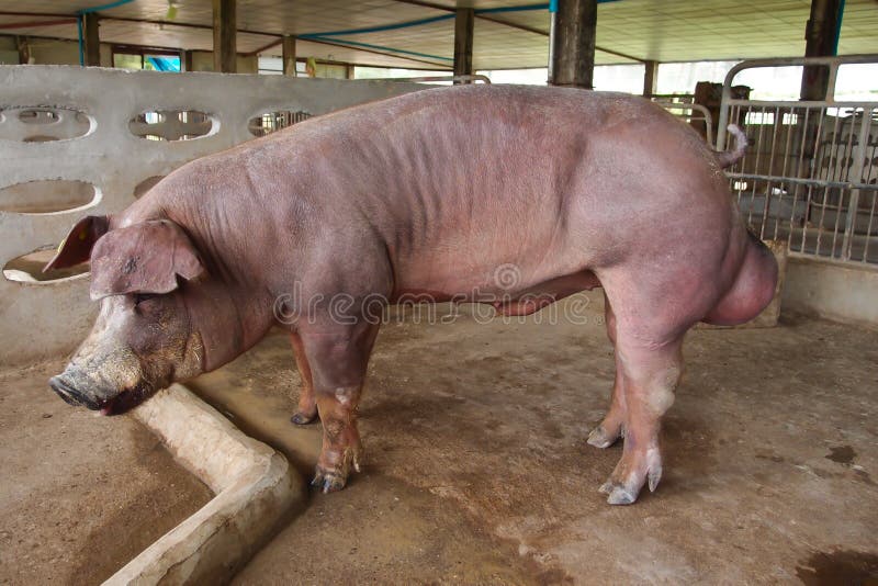 Pig stock photo. Image of breed, animal, swine, cute - 30369172