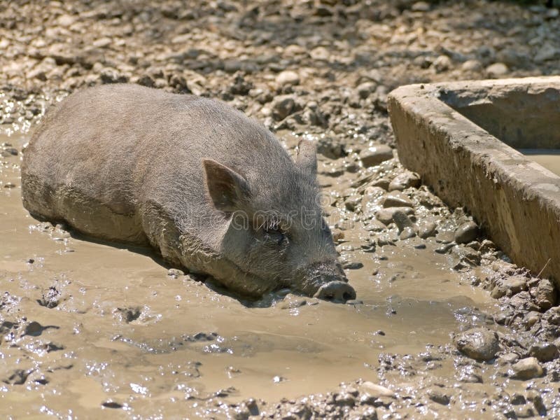 22+ Pig relaxing Free Stock Photos - StockFreeImages