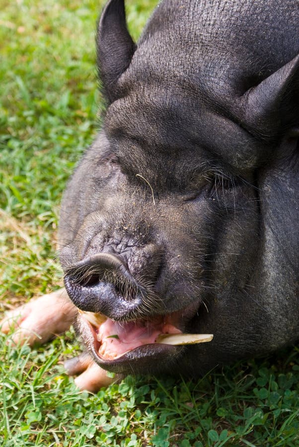 Pig stock photo. Image of park, wild, suid, chippokes - 173761792