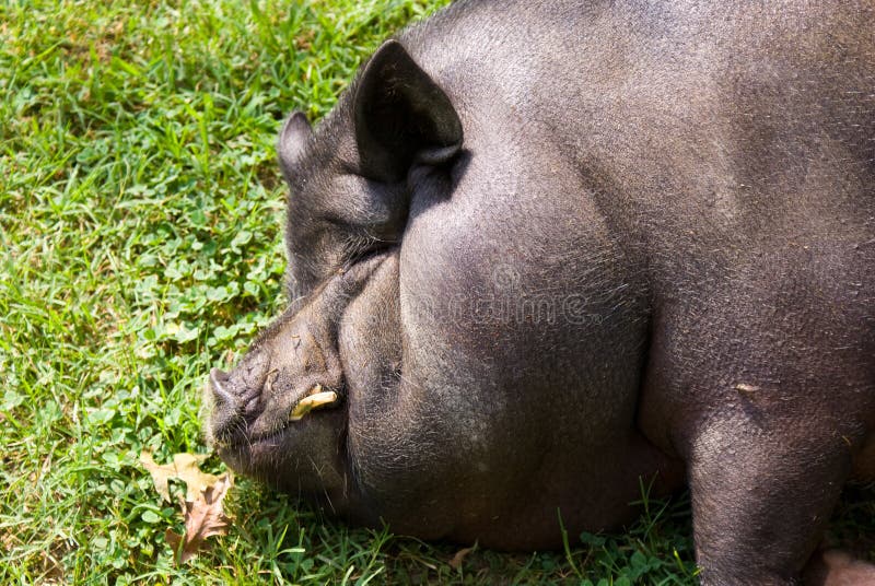 Pig stock image. Image of omnivore, farm, mammal, wild - 173762507