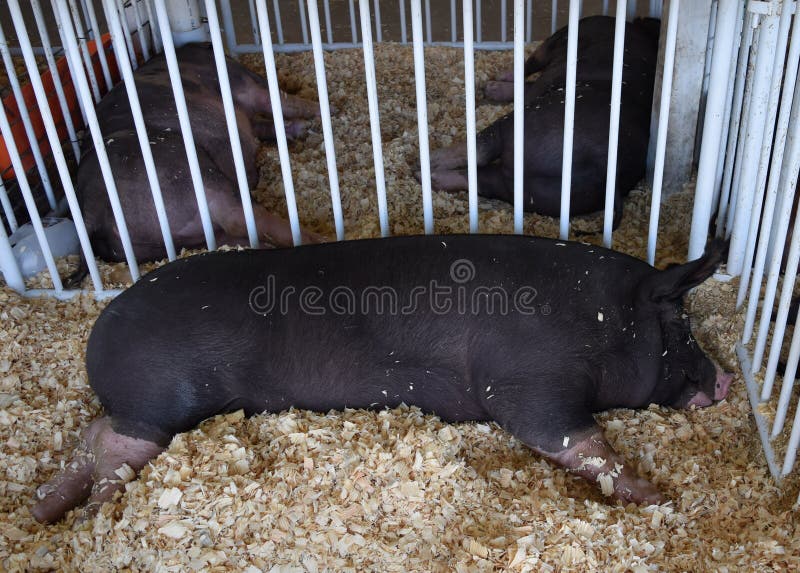 Pig Resting in a Pen at the County Fair Stock Photo - Image of county ...