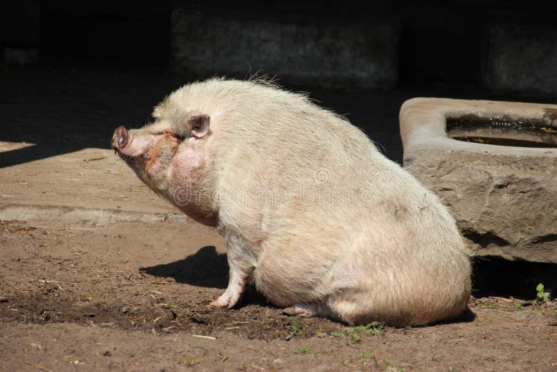 Pig resting in the sun stock photo. Image of monkey - 246825064