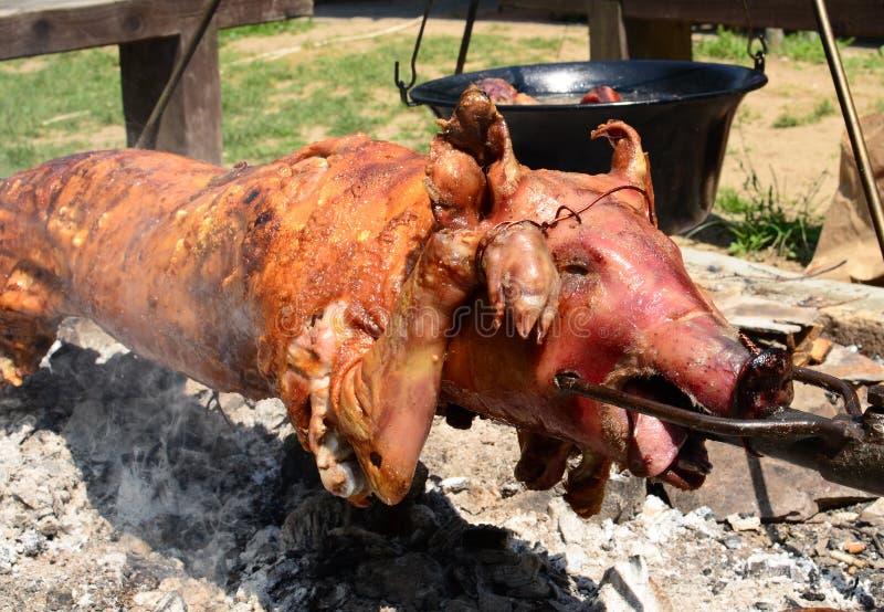 Pig roasted on a fire stock photo. Image of porky, spit - 151742348