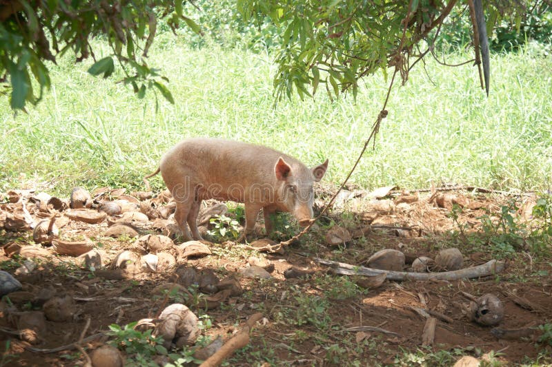 Pig on Rough Land in Shade of Tree Stock Photo - Image of cute, tree ...