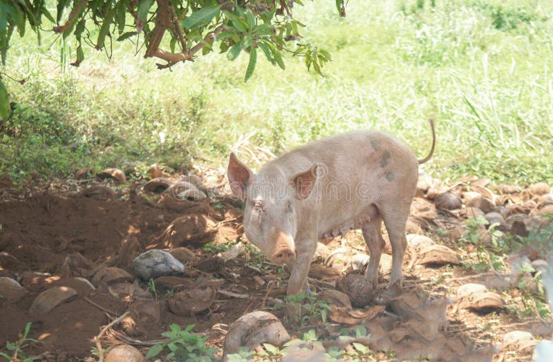 Pig on Rough Land in Shade of Tree Stock Photo - Image of domesticated ...