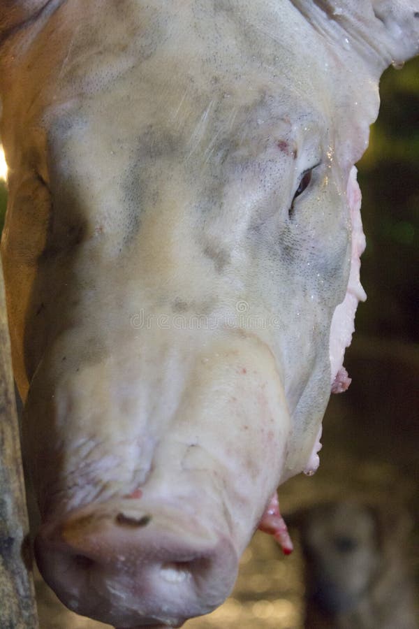 Pig& X27;s Head Cut and Hung Stock Photo - Image of dinner ...