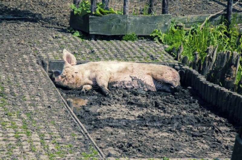 Pig s life stock photo. Image of outside, outdoor, agriculture - 31686398