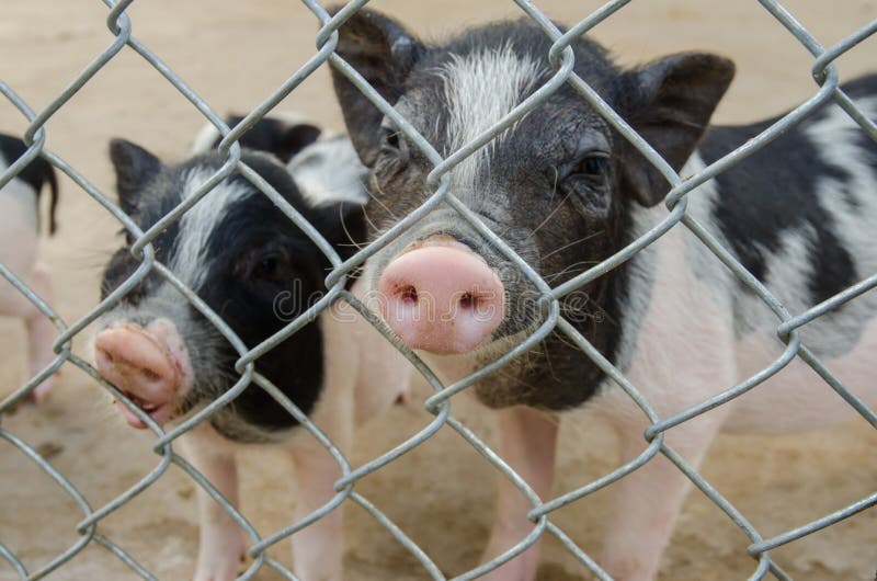 Pig s noses stock photo. Image of balkans, farm, head - 67343144