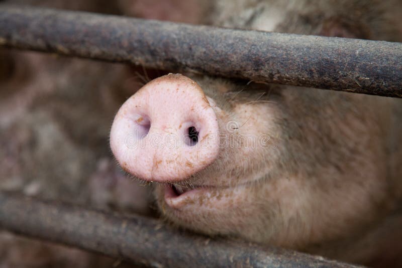 Pig s Snout Behind Bars stock image. Image of hogs, piggies - 22752423