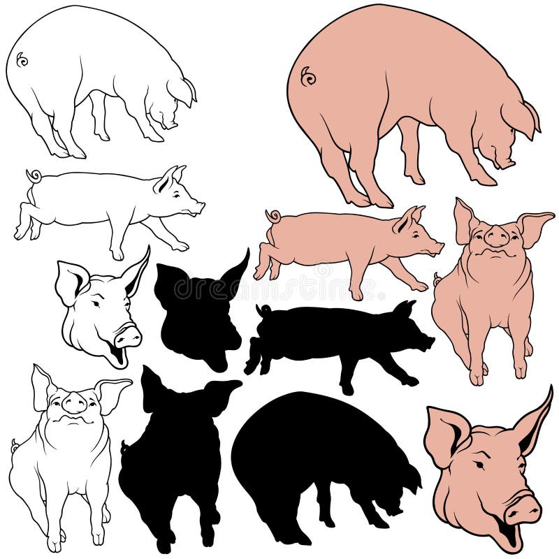 Pig Set stock vector. Illustration of boar, food, piggy - 9920272