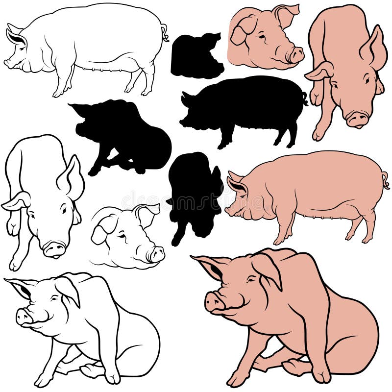 Pig cutting chart stock vector. Illustration of pork - 17935243