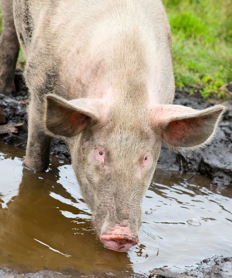 Pig sifting through puddle stock photo. Image of h1n1 - 10400274