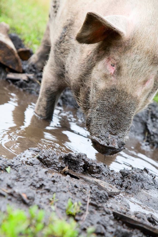 Pig sifting through puddle stock image. Image of life - 12218221