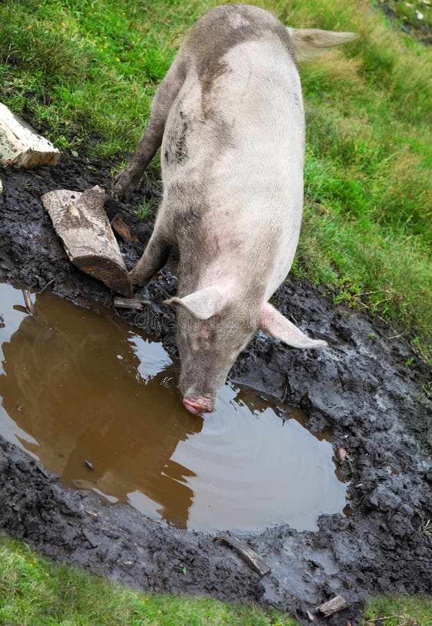 Pig sifting through puddle stock photo. Image of clipping - 16615768
