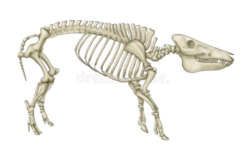 Pig Skeleton Diagram