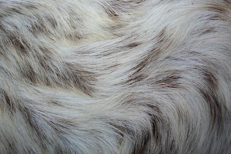 10,546 Pig Skin Stock Photos - Free & Royalty-Free Stock Photos from ...