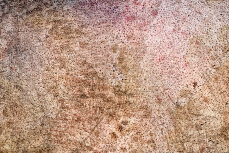Pig Skin Background. Texture Of Skin Roasted Pig Stock Photo - Image ...