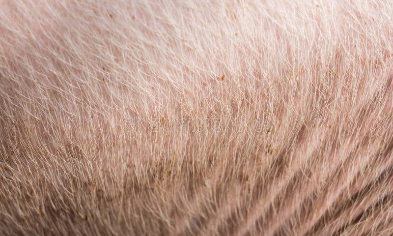 1,188 Pig Skin Texture Photos - Free & Royalty-Free Stock Photos from ...