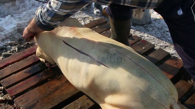 Pig slaughter stock footage. Video of head, farmer, food - 44730876