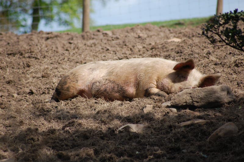Pig Sleeping stock photo. Image of farm, sleeping, porker - 9296468