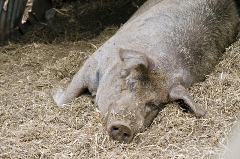 Pig Lashes Stock Photos - Free & Royalty-Free Stock Photos from Dreamstime