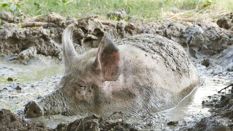 Muddy pig stock video. Video of boar, farm, 1920x1080 - 118633579