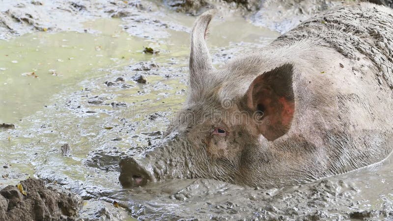 A Pig Sleeping in Muddy Water. Stock Video - Video of wild, behavior ...