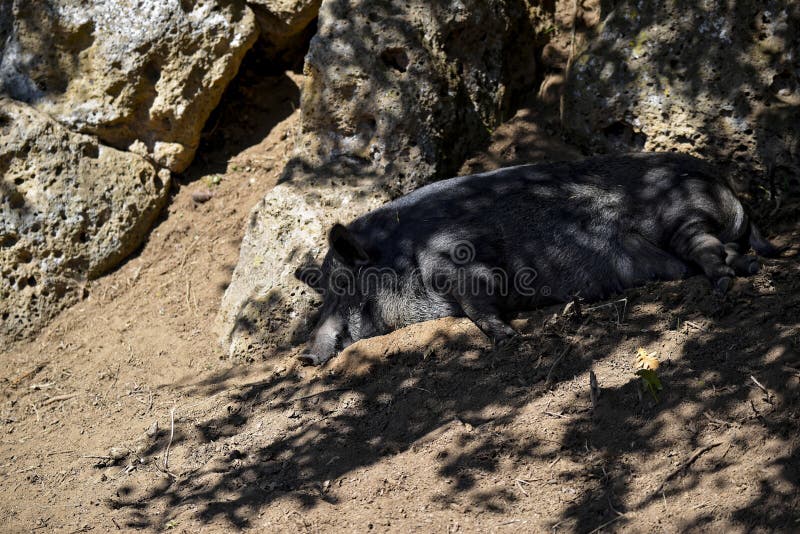 Pig sleeping in the shade stock image. Image of shadow - 111900903
