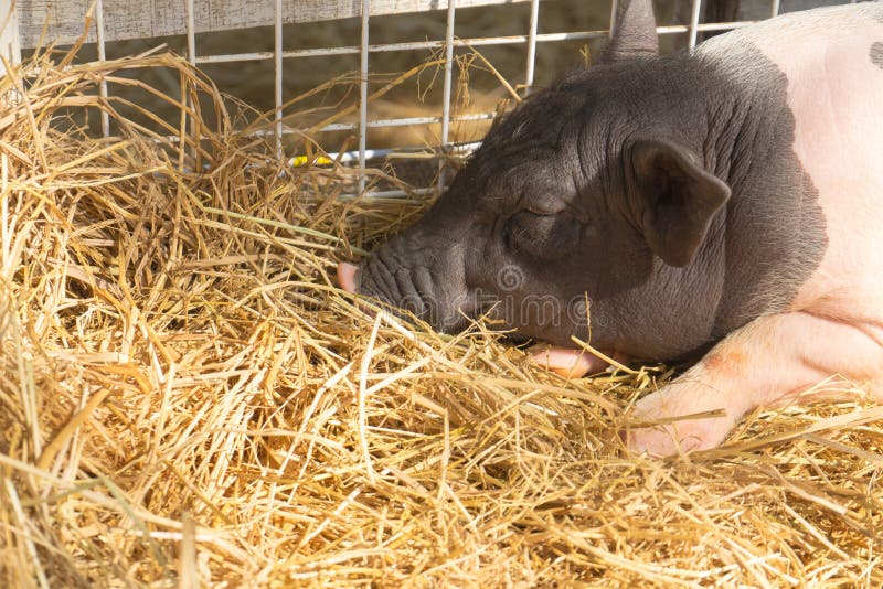 Pig sleeping in straw stock image. Image of boar, sleep - 70050707