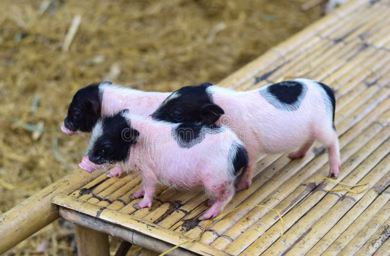 Pig Small Body Dwarf Pigs Miniature Stock Photo - Image of breed, small ...