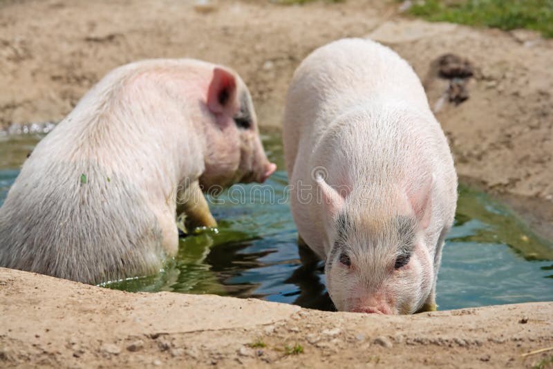 Pig stock image. Image of pork, animal, snout, pair, outdoor - 32291461