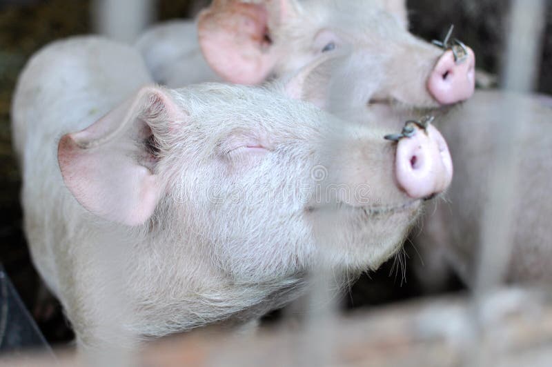 Pig smiling stock image. Image of grunter, mammals, grunt - 53051435