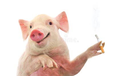 Pig Smoking Cigarette stock image. Image of pink, mammal - 17050981