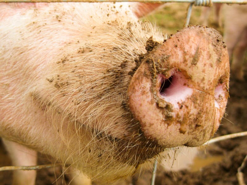 Pig snout stock image. Image of nose, nosey, smell, nature - 23268079