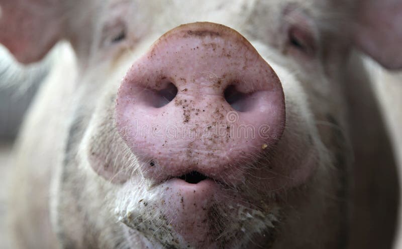 Pig Snout stock image. Image of face, snout, domestic - 28941319