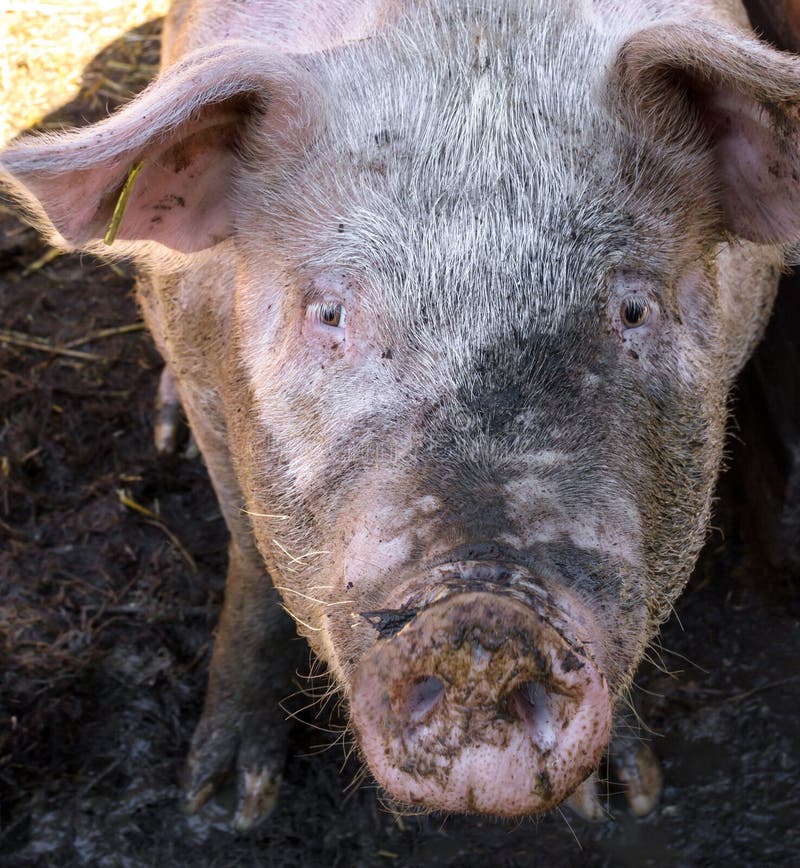 Pig snout stock photo. Image of nature, view, cute, snout - 60091260