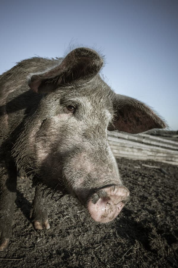 Pig snout close up stock photo. Image of unpleasant, barn - 51070182