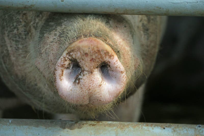 Pig snout stock image. Image of livestock, snout, funny - 46740637