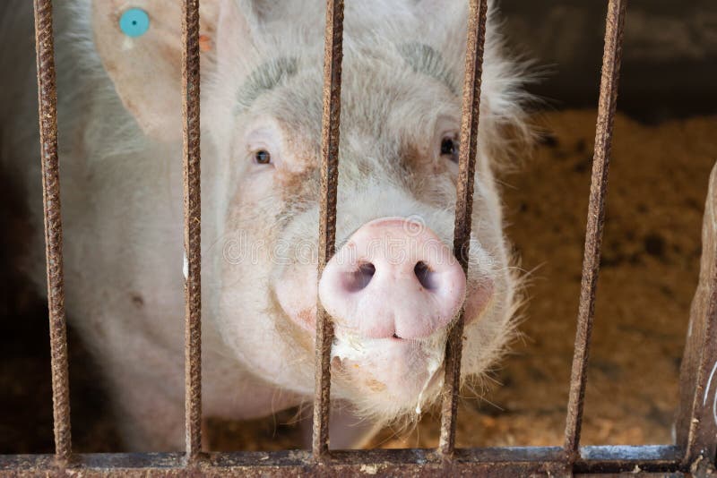 Pig Snout stock photo. Image of snout, swine, shallow - 95569026