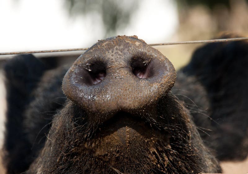 Pig snout stock photo. Image of brown, agriculture, meat - 47215624
