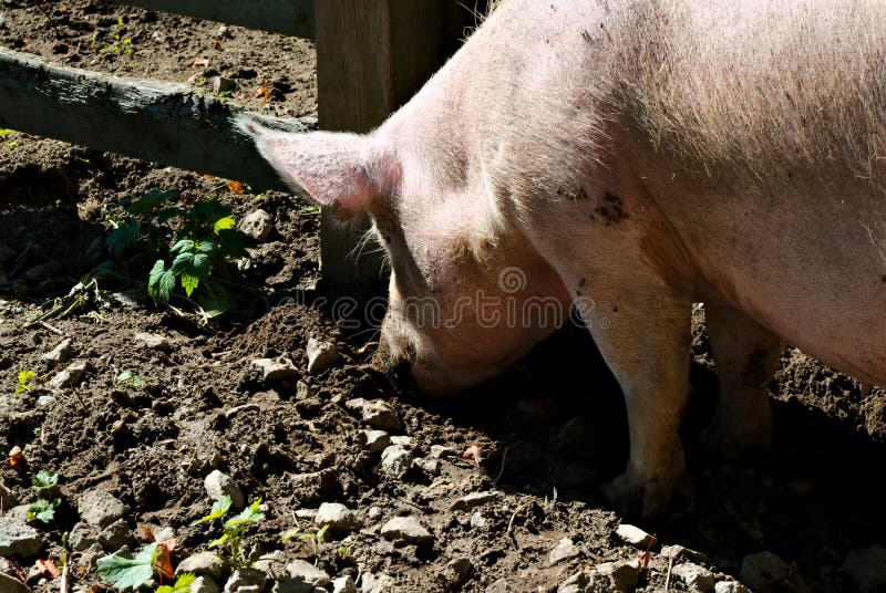 Pig Snout stock image. Image of face, snout, domestic - 28941319