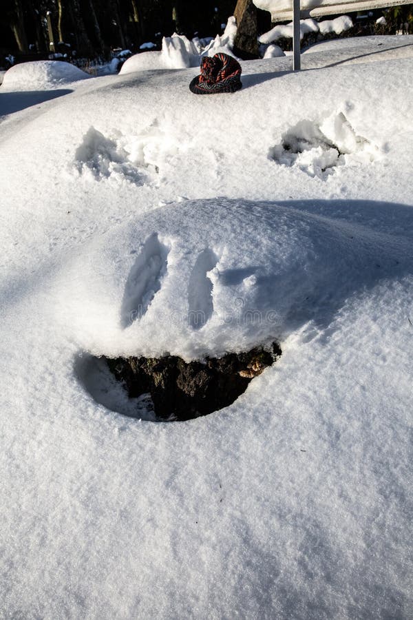 Pig in Snow, Drawing in the Snow Stock Photo - Image of agriculture ...