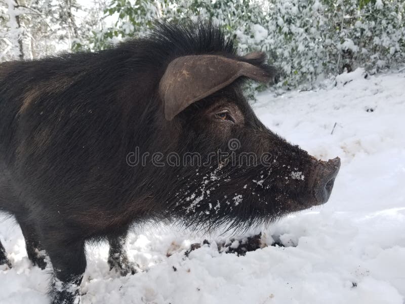 Pig in snow stock photo. Image of snowflakes, snow, forest - 111030058