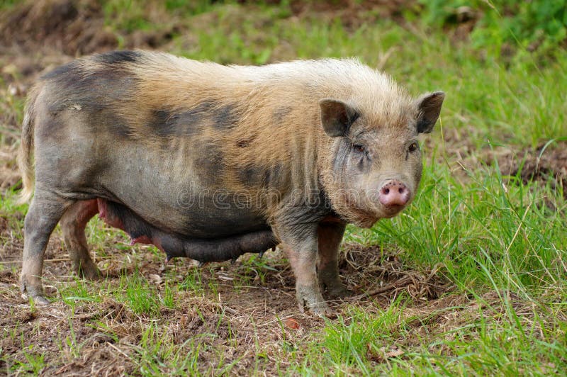 Pig sow stock image. Image of outdoor, animals, nose - 42631635