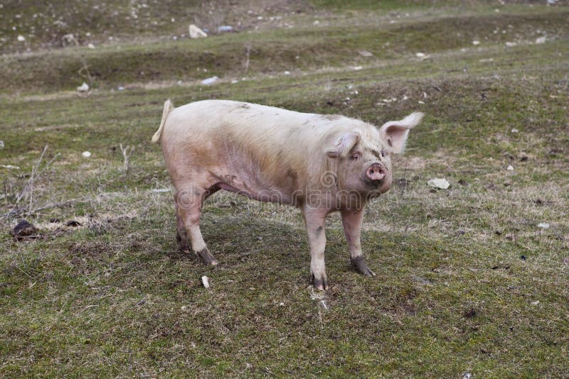 Pig sow swine stock image. Image of animal, boar, snout - 18032423