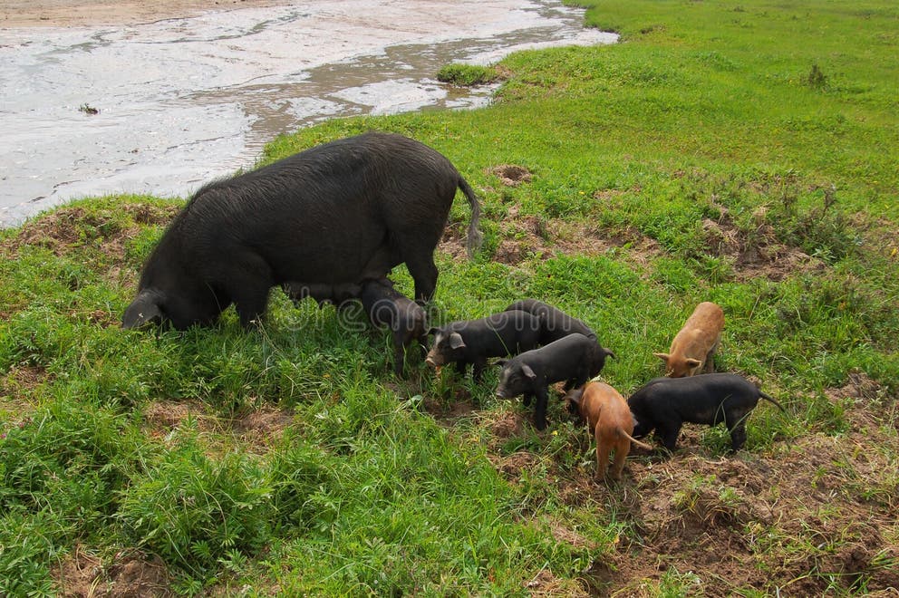 Pig-Sows and piglets stock image. Image of food, meat - 14019037