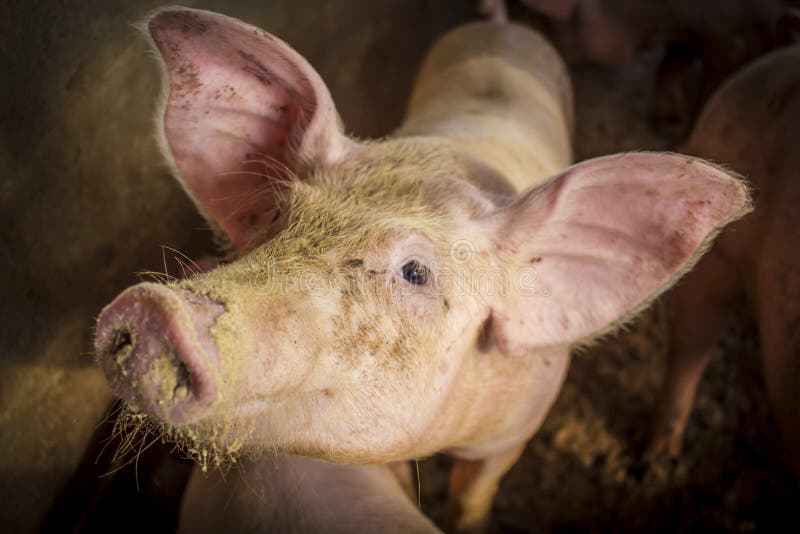 Pig in the Stall Look Forward Stock Image - Image of leave, plate ...