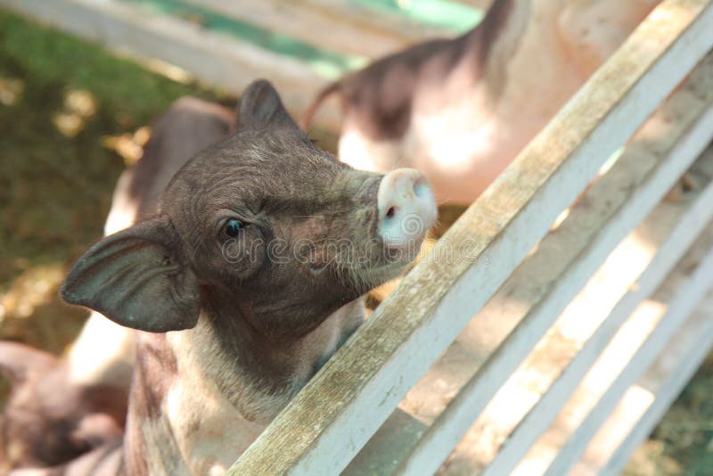 Pig in stall stock image. Image of animals, piglet, barn - 64267367