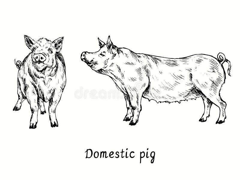 Pig Standing Front View and Sow Standing Side View. Ink Black and White ...